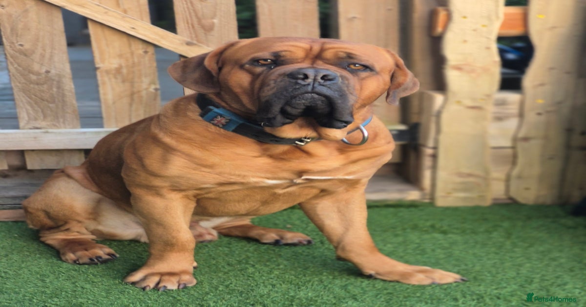 KC RED DARK MASK DOGUE DE BORDEUX for stud in Glasgow | Pets4Homes