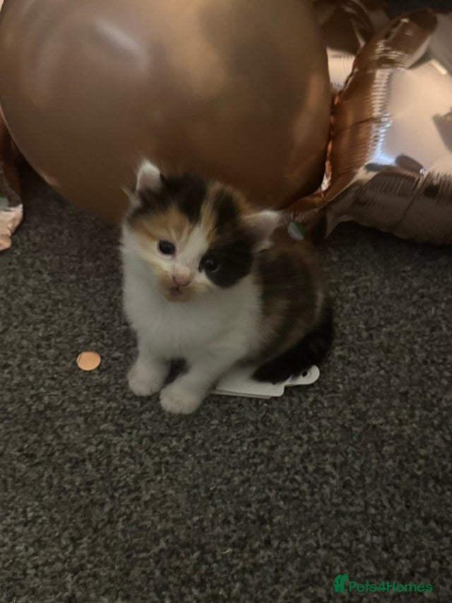 Fluffy kittens for sale in London | Pets4Homes