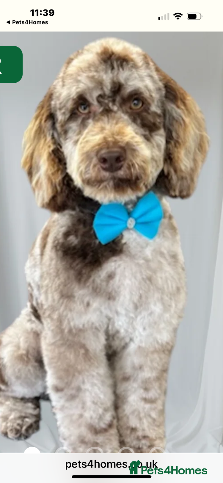 Choc Merle F1 Cockapoo girl fully vaccinated for sale in Prudhoe ...