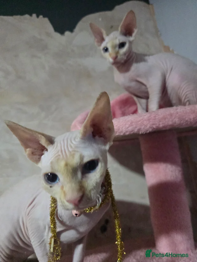 2 sphynx Kittens for sale in Manchester | Pets4Homes