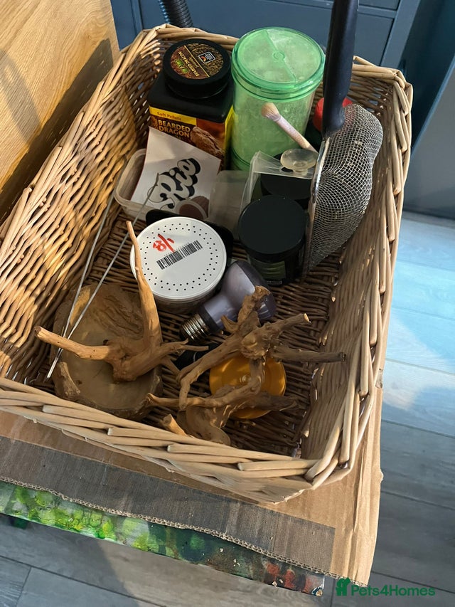 Bearded dragon + vivarium with accessories for sale in Bridgwater ...