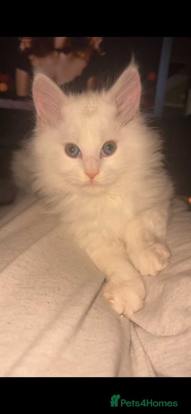 2 odd eye male Mainecoon and 1 female smoke kitten for sale in Runcorn ...