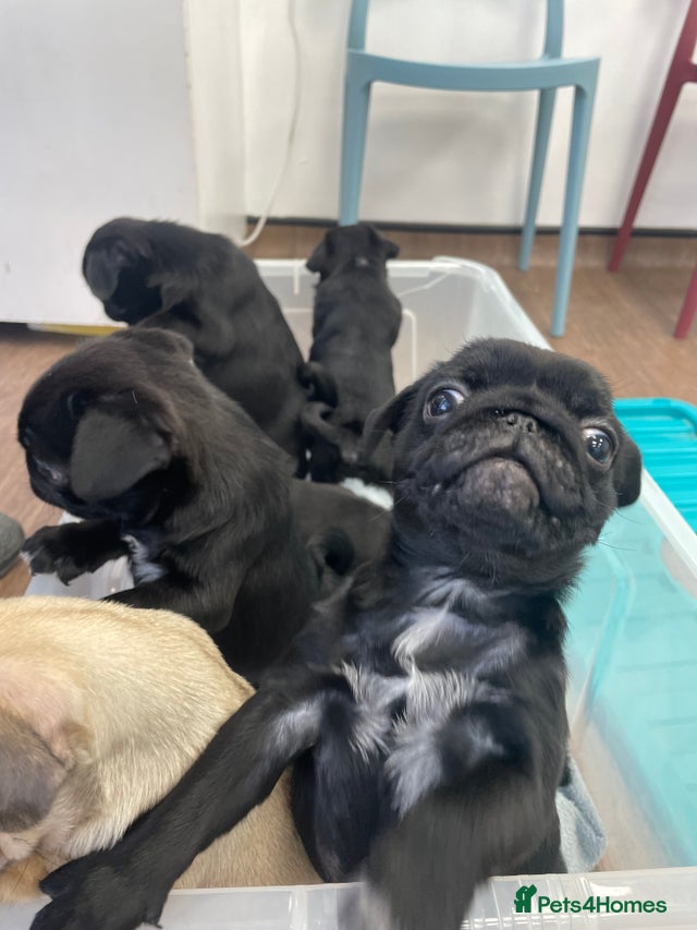 PUG PUPPIES for sale in Liverpool | Pets4Homes