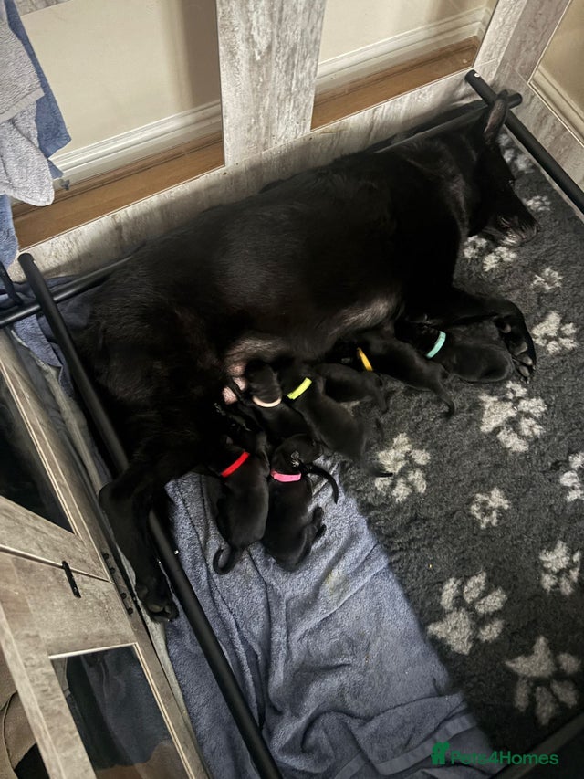 13 week German Shepard mum and dad working dogs for sale in London ...