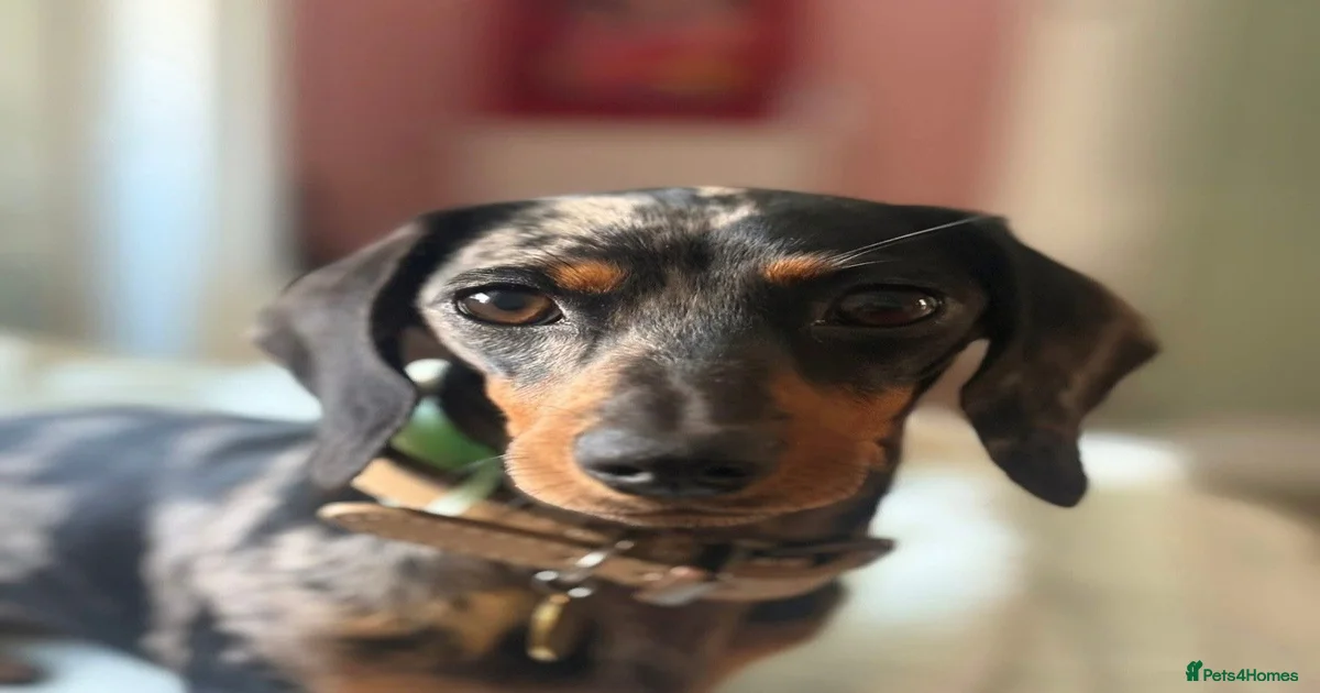 Puppies and dogs Puppies for sale | Pets4Homes