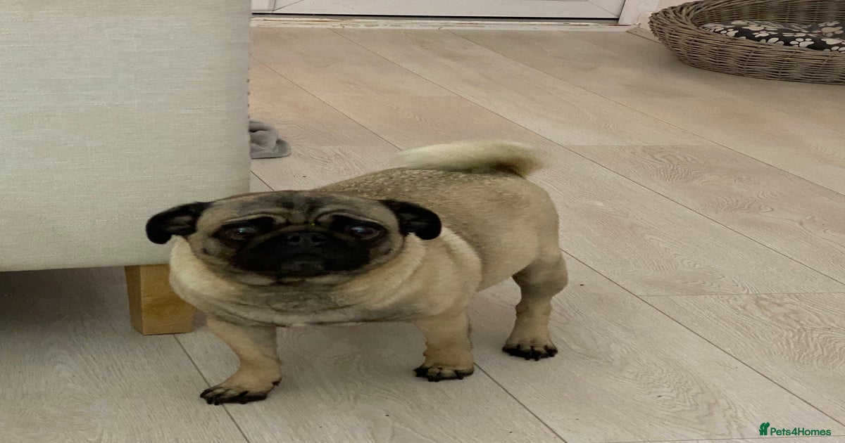 Female pug 8 years old for sale in | Pets4Homes