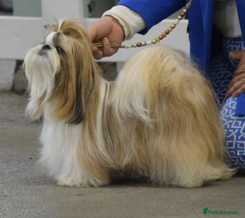 Shih Tzu Dogs Breed - Information, Temperament, Size & Price | Pets4Homes
