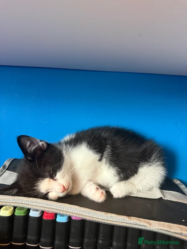 3 cats and 3kittens for sale in High Wycombe | Pets4Homes