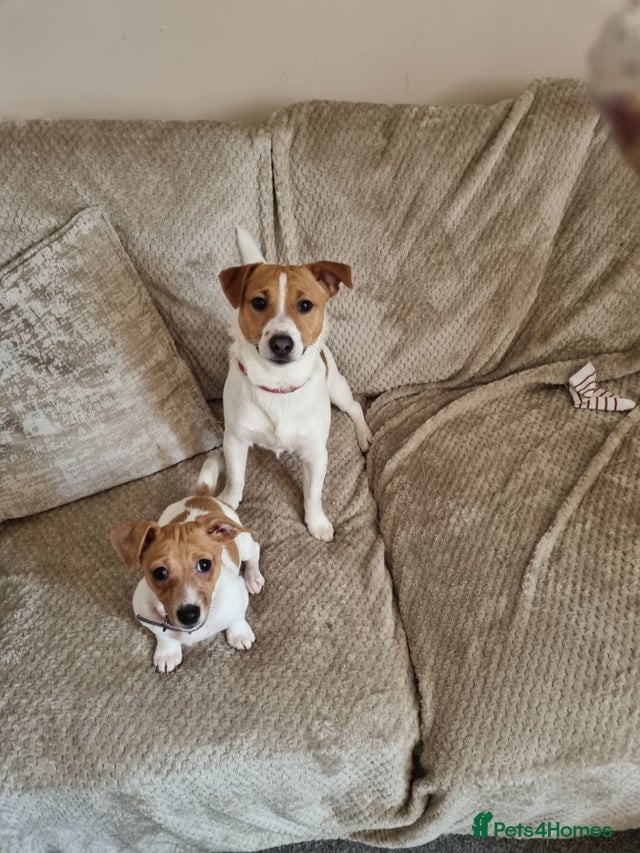 Jack Russel boy 2 yrs old for sale in Welwyn Garden City | Pets4Homes