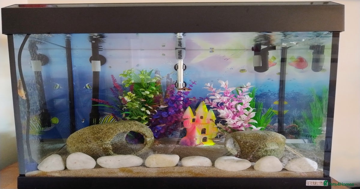 Complete fish tank 90l for sale in Wrexham | Pets4Homes