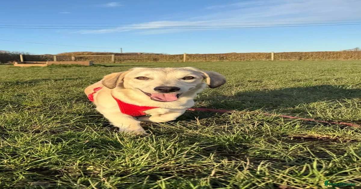 ROXANNE - RESERVED for adoption in Worcester | Pets4Homes