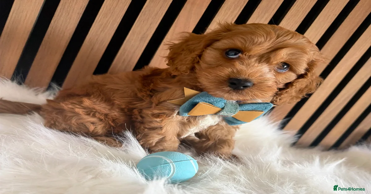 Cockapoo Puppies for sale | Pets4Homes