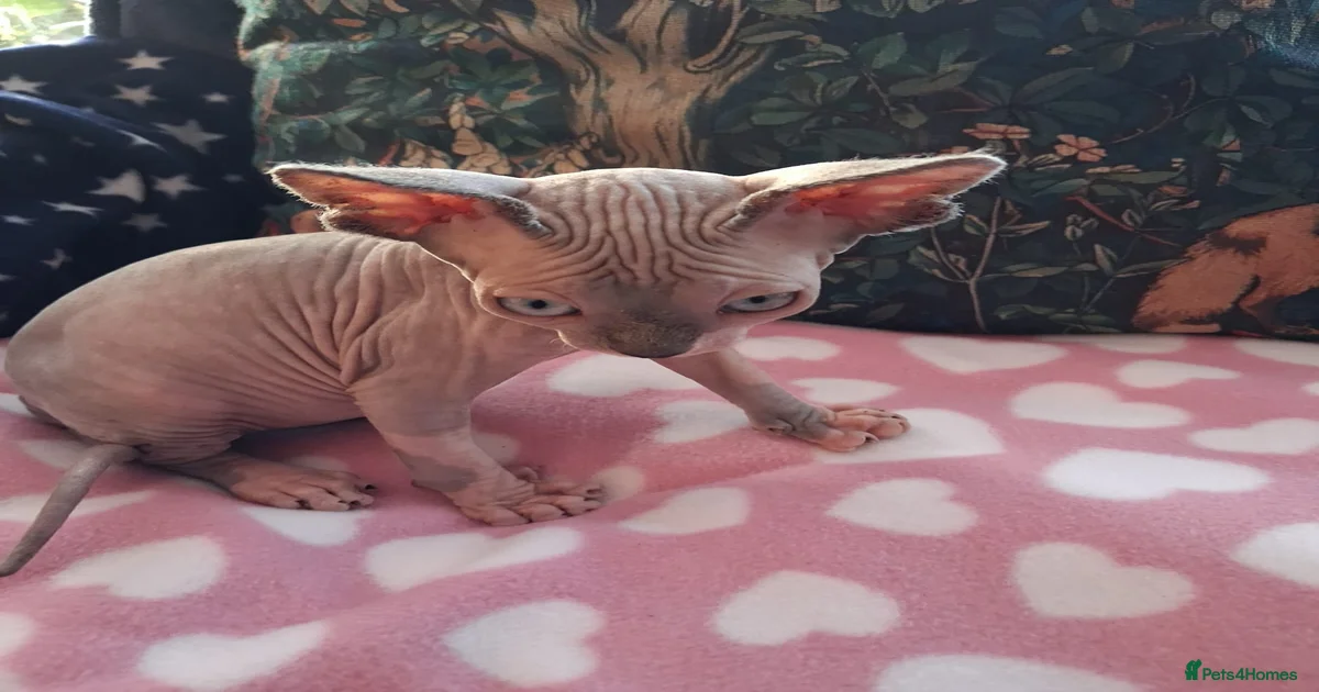 Sphynx Kittens for sale | Pets4Homes