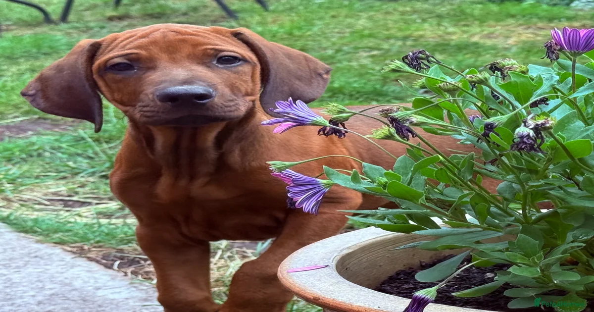 Rhodesian Ridgeback Puppies for sale in Wakefield, West Yorkshire ...