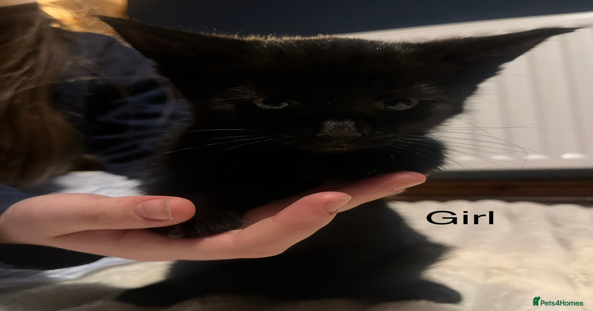 Black kittens for sale for sale in Matlock | Pets4Homes