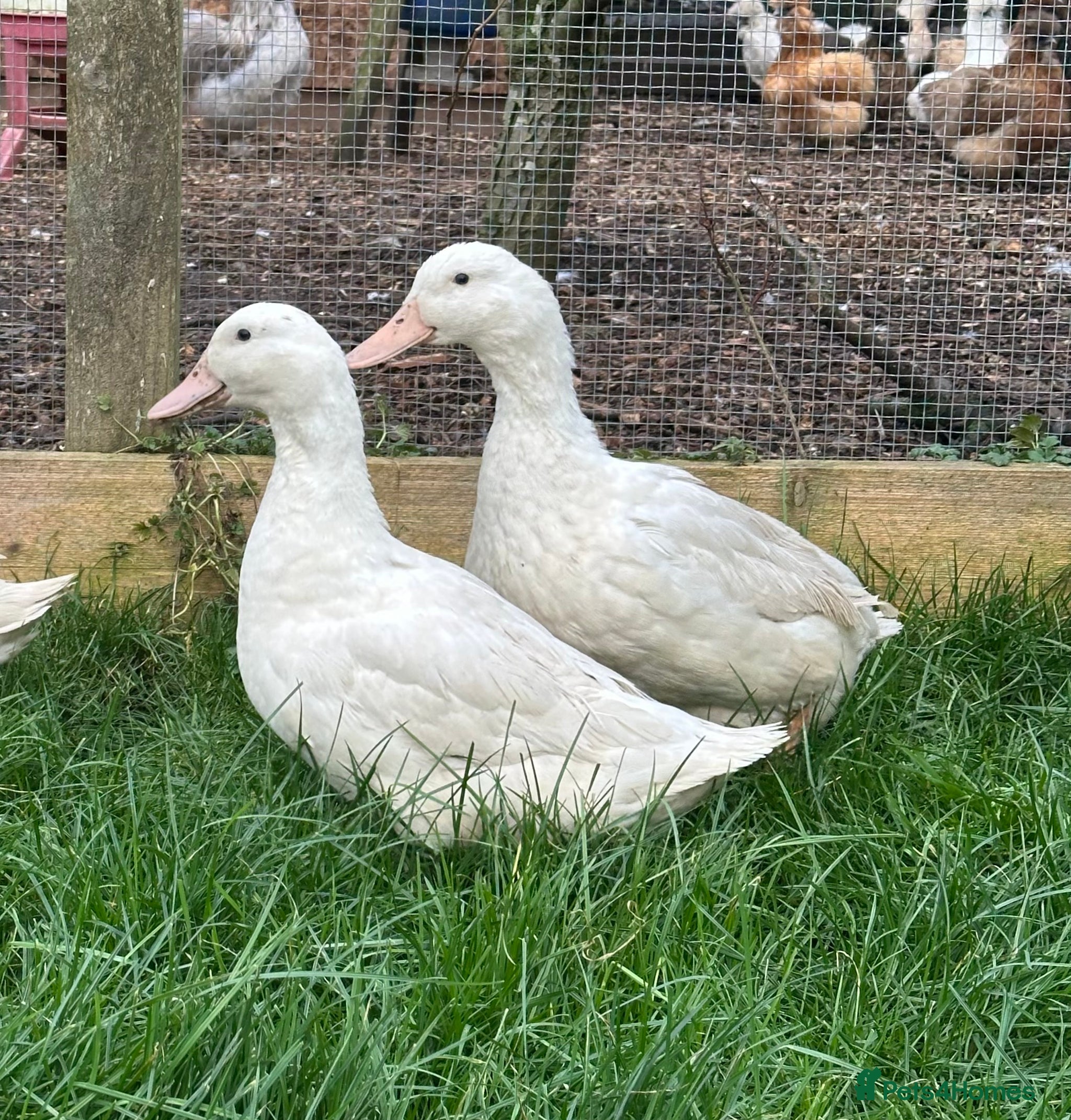 Ducks poultry for sale | Pets4Homes