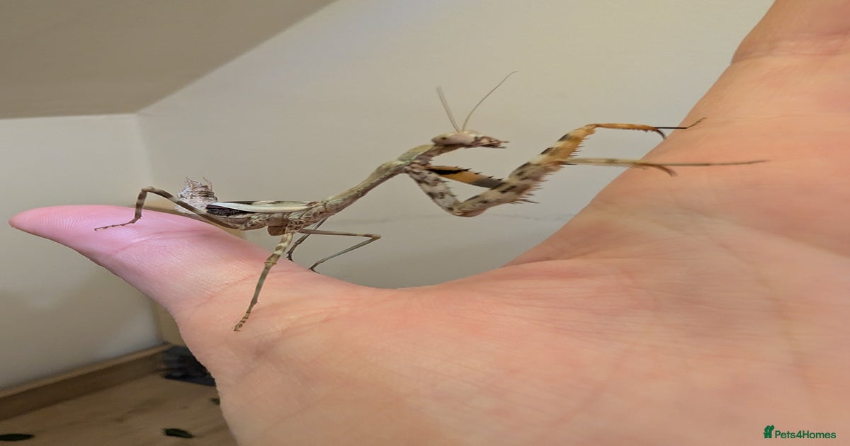 Female sub adult Budwing mantis for sale in Wellingborough | Pets4Homes