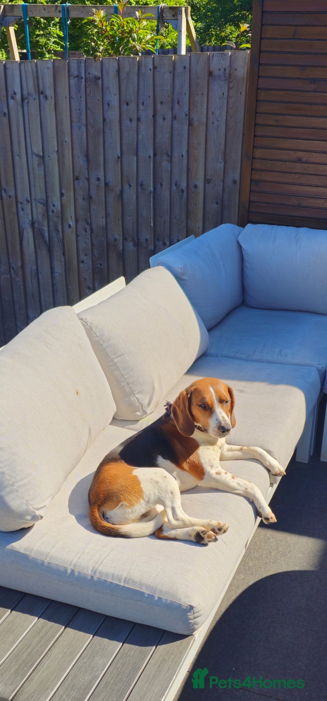 Beagle for sale for sale in Hitchin | Pets4Homes