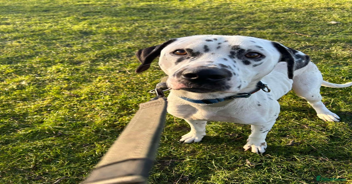 ♥️LEO ♥️ AVAILABLE TO ADOPT for adoption in Immingham | Pets4Homes
