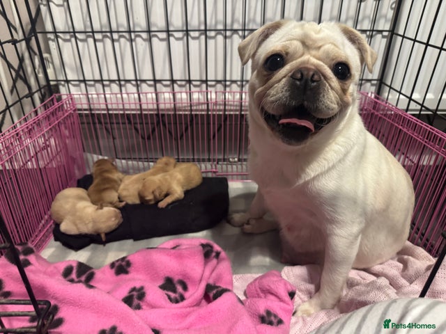 Golden Pugapoo for sale in West Bromwich | Pets4Homes