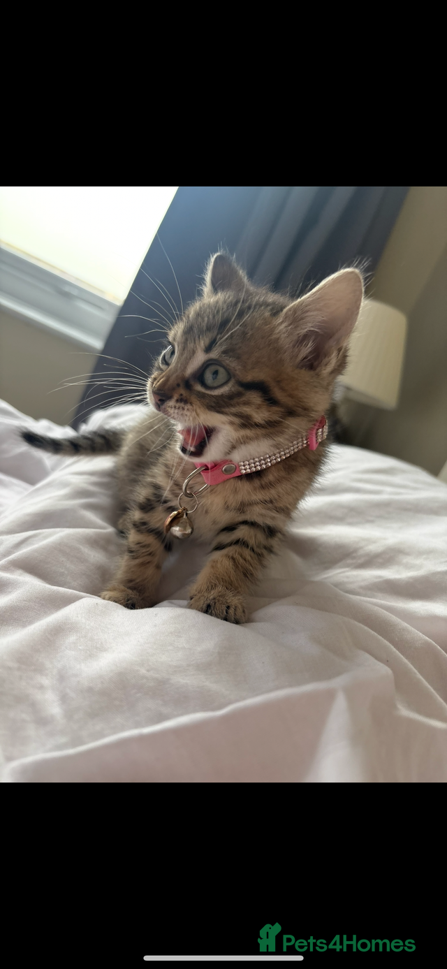 Female kitten called Luna for sale in Ramsgate | Pets4Homes