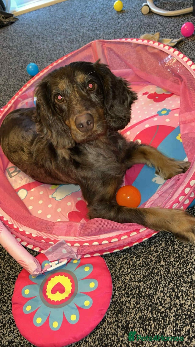 Cockapoos Chocolate Merle health tested for sale in Durham | Pets4Homes