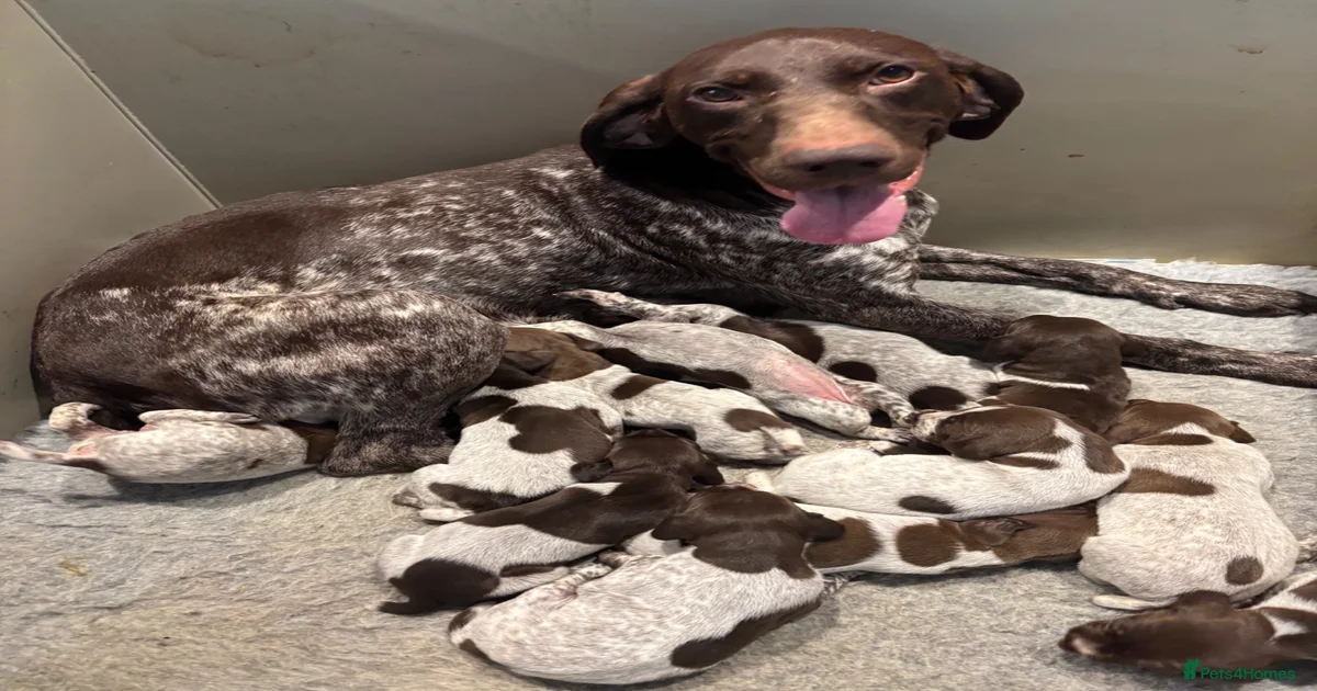 Animal companions German Shorthaired Pointer Puppies for sale | Pets4Homes