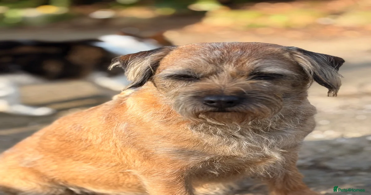 7 year old female border terrier for sale in Saltburn-by-the-Sea ...