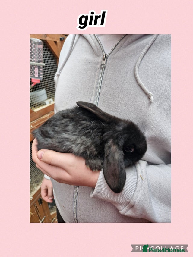 ** mini lops available now** for sale in Kidderminster | Pets4Homes