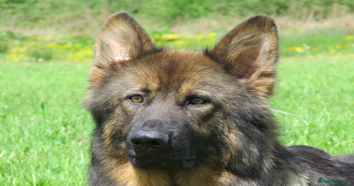 German Shepherd Puppies For Sale for sale in Bridgend | Pets4Homes