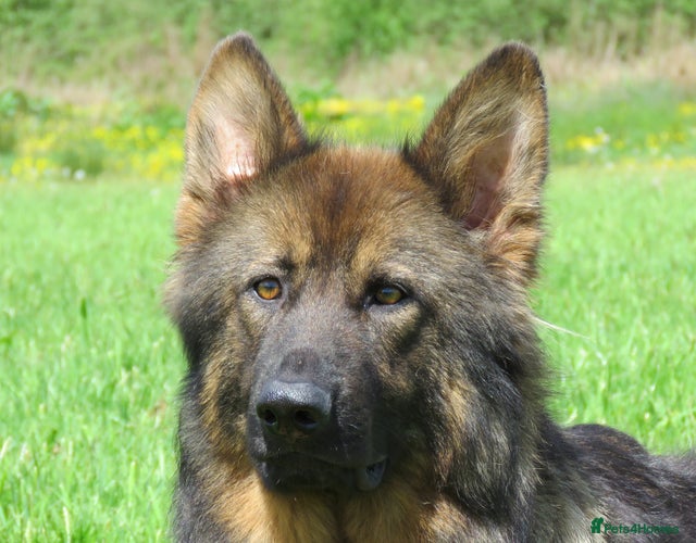 German Shepherd Puppies For Sale for sale in Bridgend | Pets4Homes