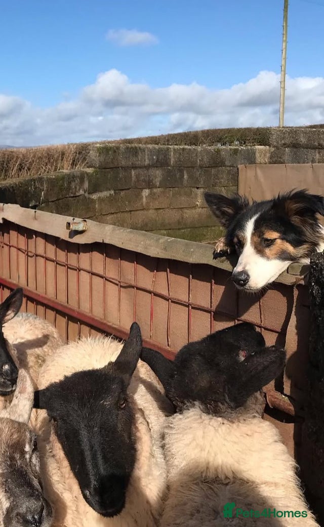2 Male Border Collie Pups for sale in Cwmbran | Pets4Homes
