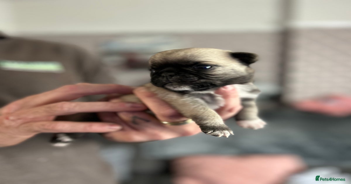 Beautiful pug puppies for sale 💖 for sale in Oxford | Pets4Homes
