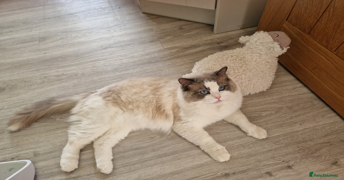 Sweetest European ragdoll boy for sale in Colchester | Pets4Homes