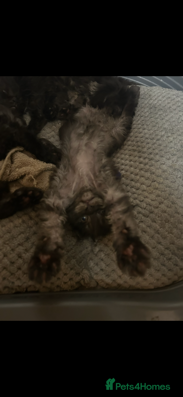 8 beautiful mainecoon kittens for sale for sale in London | Pets4Homes