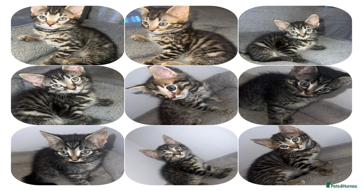 Half Bengal Half Tabby kittens for sale in Sheffield | Pets4Homes