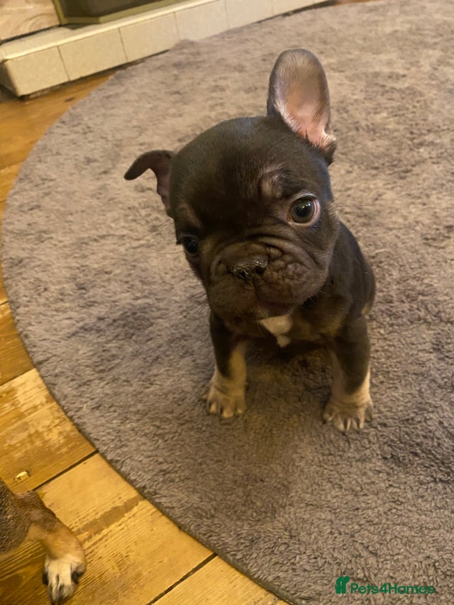 Beautiful chocolate girl for sale in Liverpool | Pets4Homes