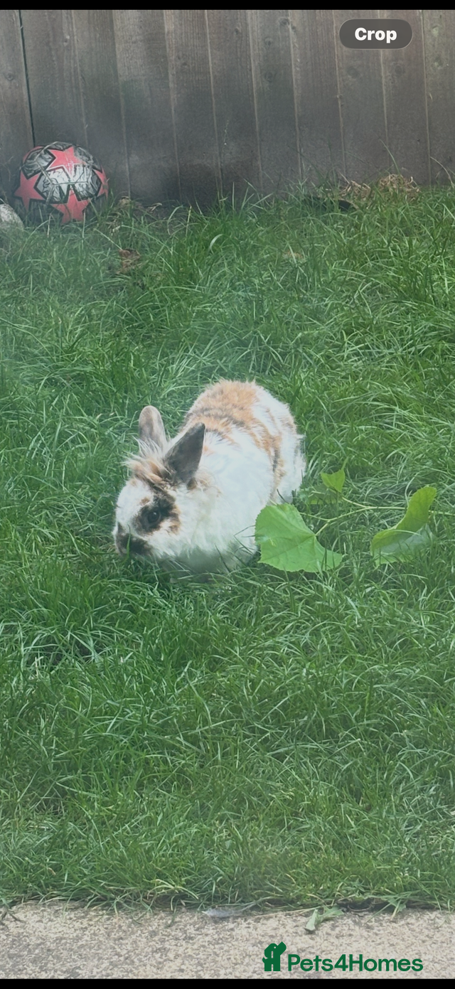 Neutered male lion head for sale in Colne | Pets4Homes