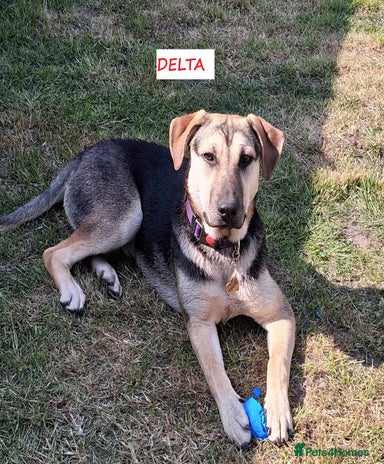 Free Dogs for adoption | Pets4Homes