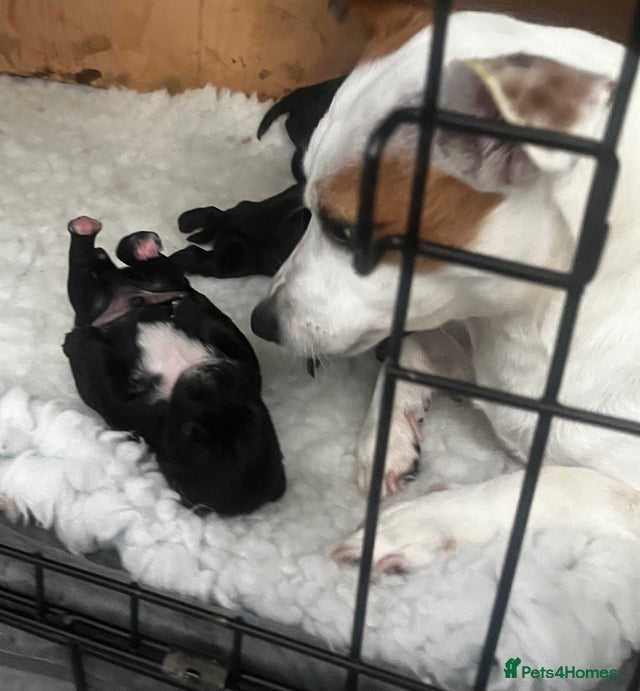 Patterjack puppies ** READY NOW !! LAST BOY!! ** for sale in Wallsend ...