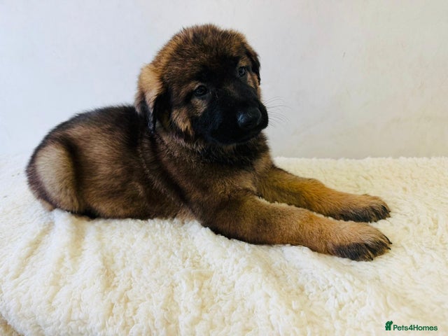 DDR Working Line GSD Puppies Rare Working Lines for sale in Ashton ...