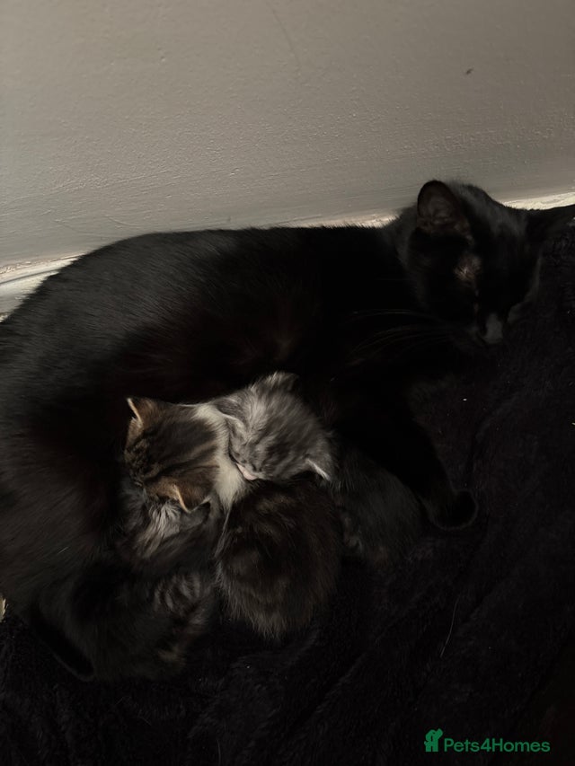 Scottish fold/mixed for sale in Southampton | Pets4Homes