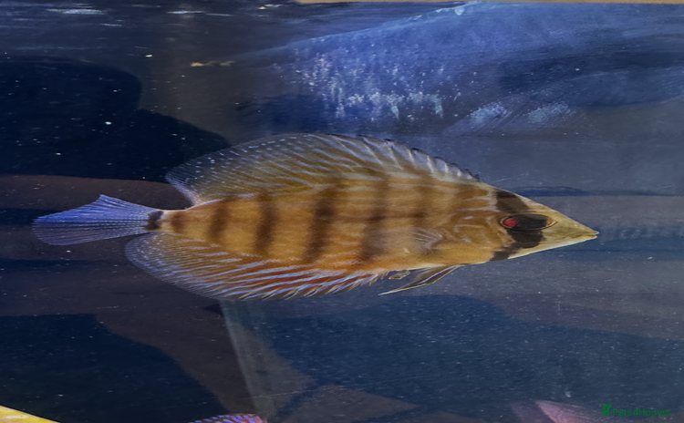 Discus fish for sale | Pets4Homes