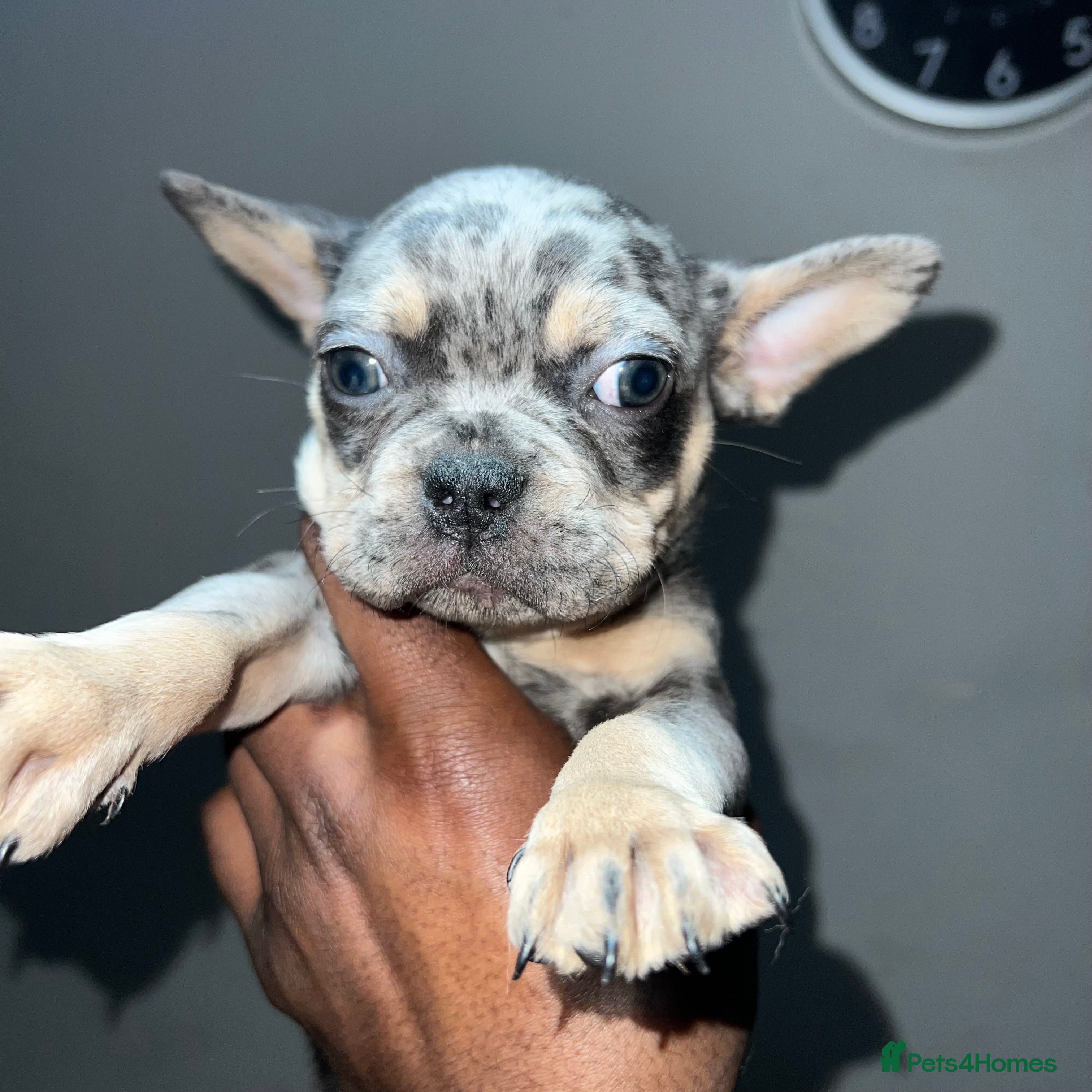 Beautiful French bulldogs for sale in Birmingham | Pets4Homes