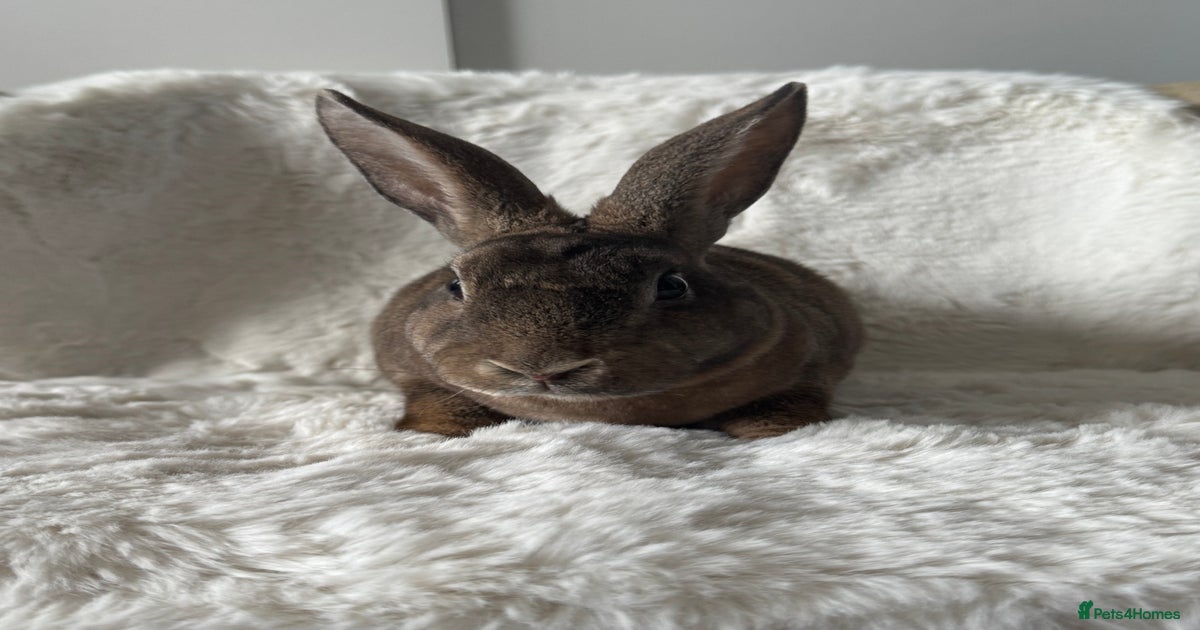 Mini Rex buck and doe available for sale in Chard | Pets4Homes