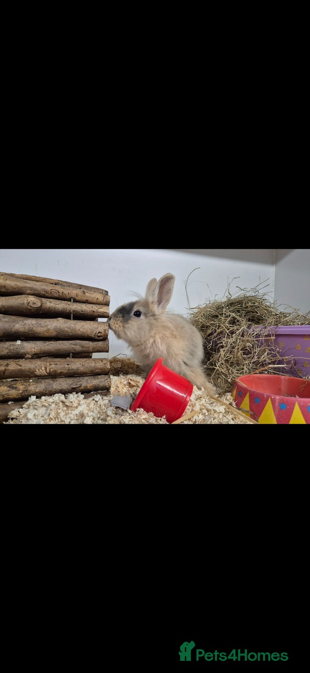 Little Rory vaccinated and castrated for sale in Camberley | Pets4Homes