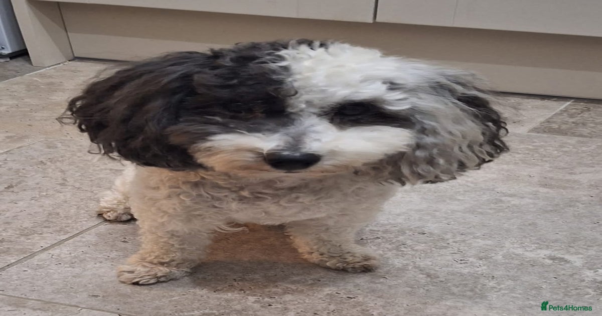 Tone for adoption in | Pets4Homes