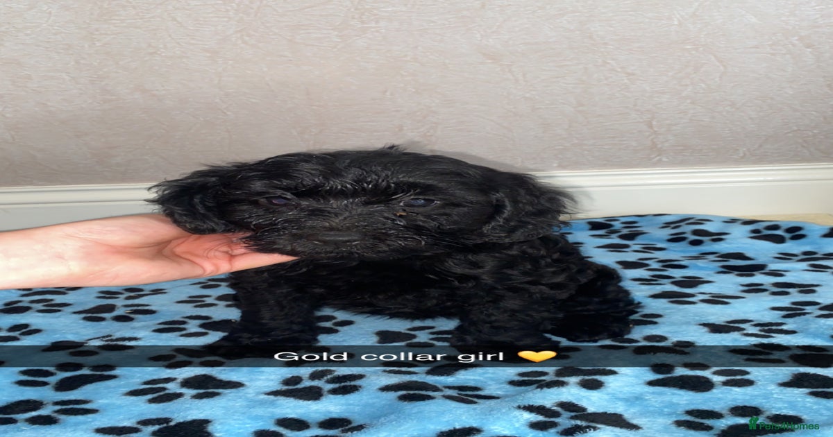 ‼️ LAST 2 FEMALE COCKAPOOS READY TO LEAVE NOW‼️ for sale in Ferryhill ...