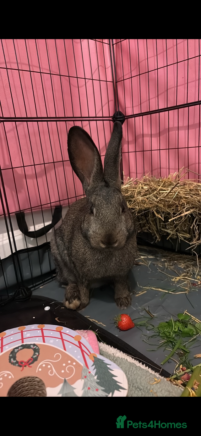 Willow - rabbit for sale in Yeovil | Pets4Homes