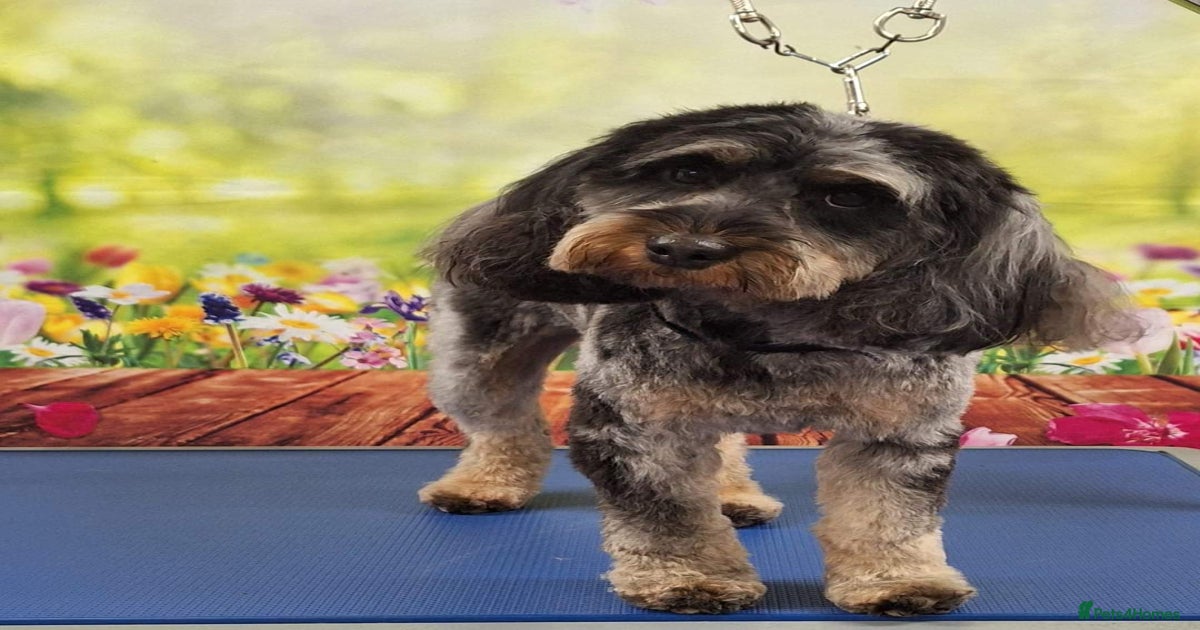 F2 Cockapoo Puppies (coming soon) for sale in Durham | Pets4Homes